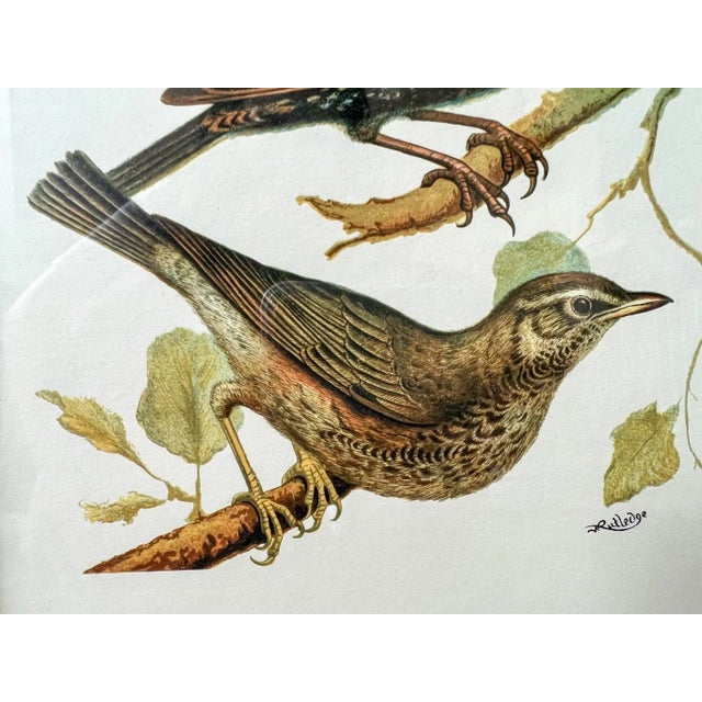 Vintage Bird Family Prints by William Rutledge Matted and Framed- a ...