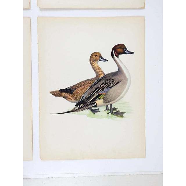 Vintage 1950 Duck Geese Menaboni's Birds Prints - Set of 4 | Chairish