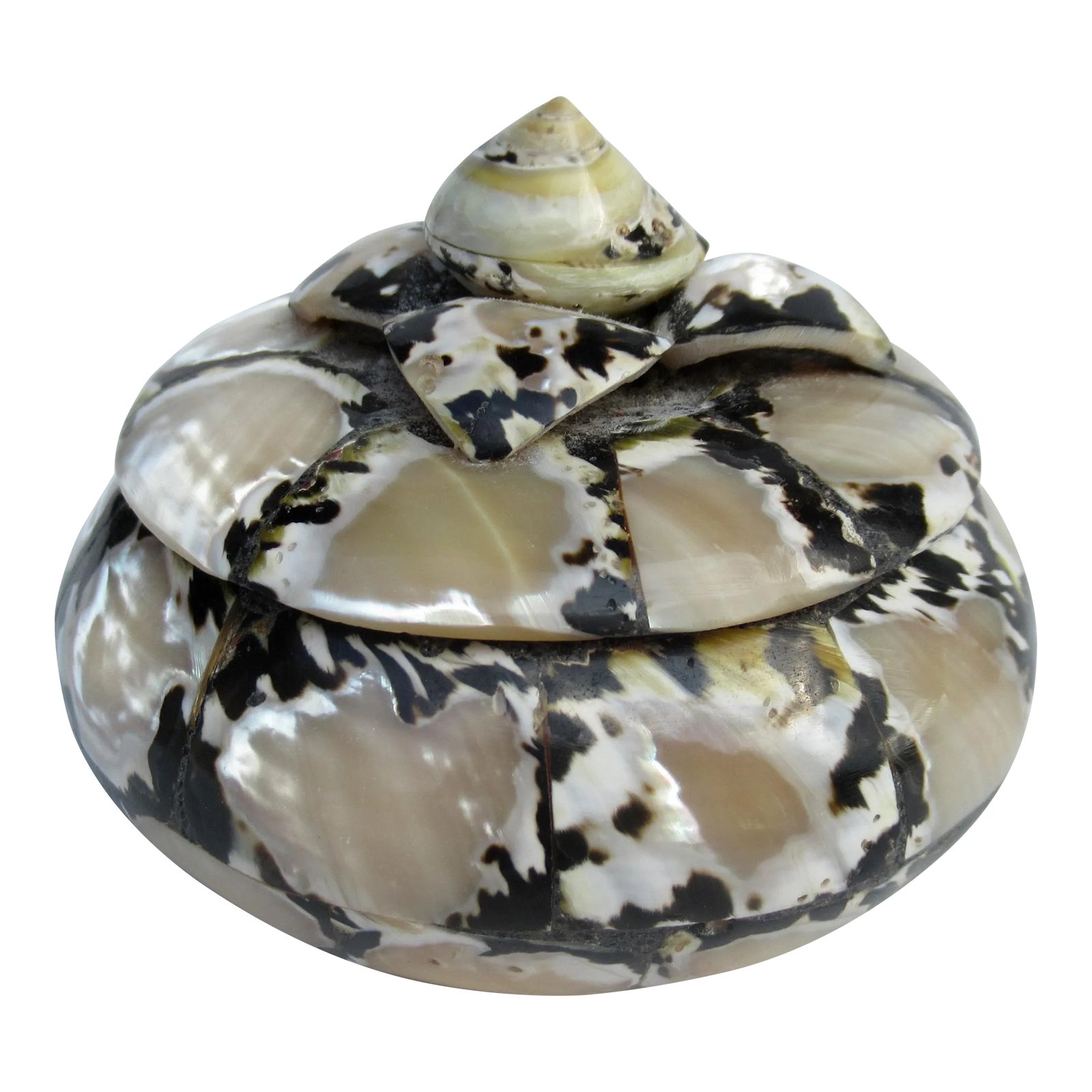 Boho Chic Turbo Topped,Twisted Sea Shell & Wood Lidded Decorative ...