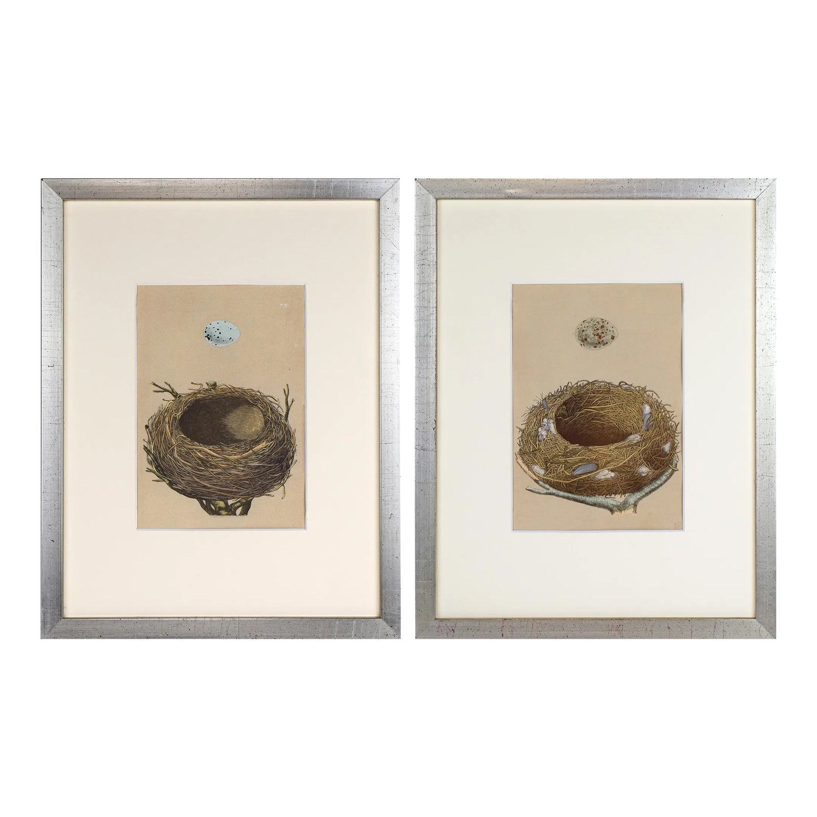 Pair of 19th C. Francis Morris Bird Nest Woodblock Prints | Chairish