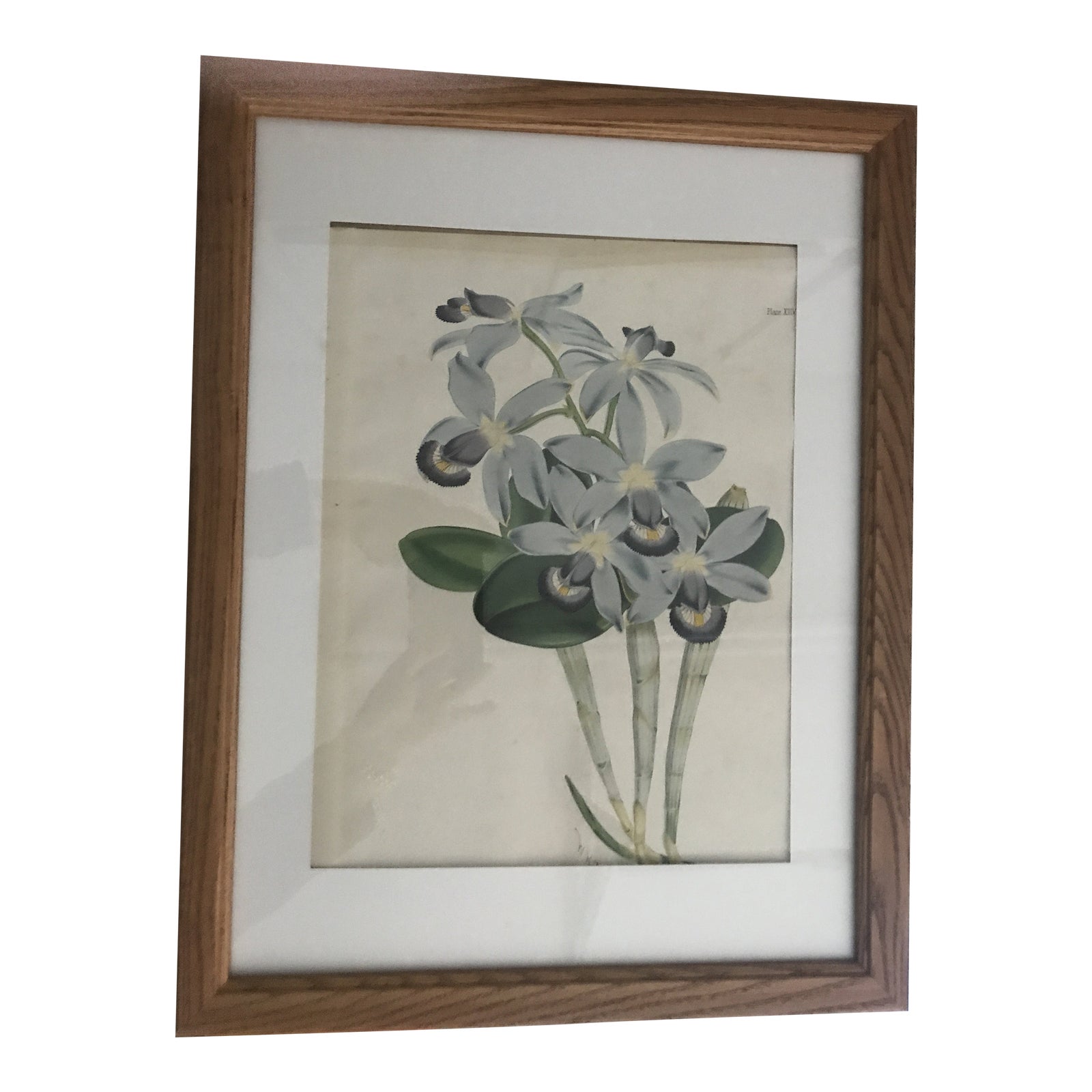 Mid 19th Century "North American Sylva" Michaux, Francois Andre Hand ...