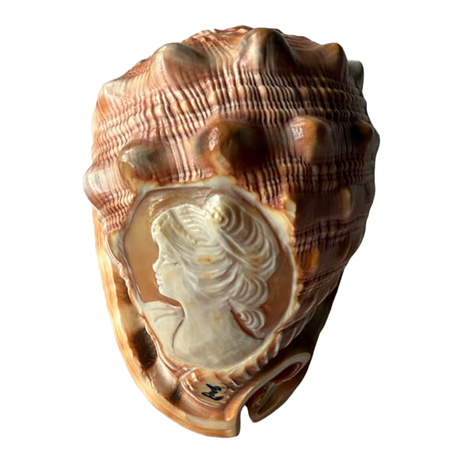 Vintage Conch Shell With Carved Cameo Italy | Chairish