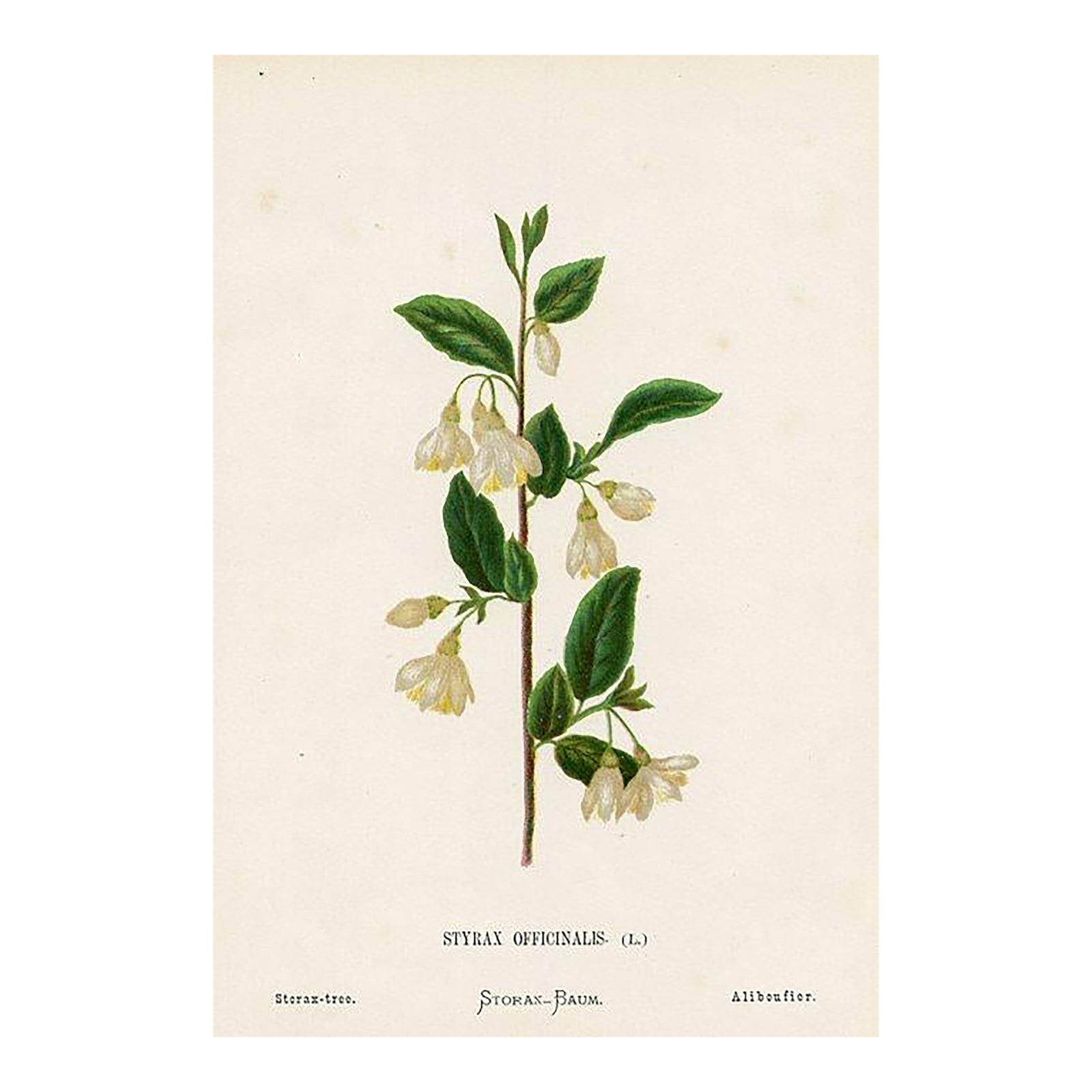 Antique Botanical Print, Storax-Tree, 1870s, Holy Land Wildflowers ...