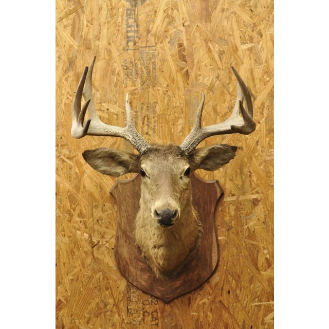 Vintage Red Deer Shoulder Mount Antler Horn Rack Taxidermy Cabin Wall ...