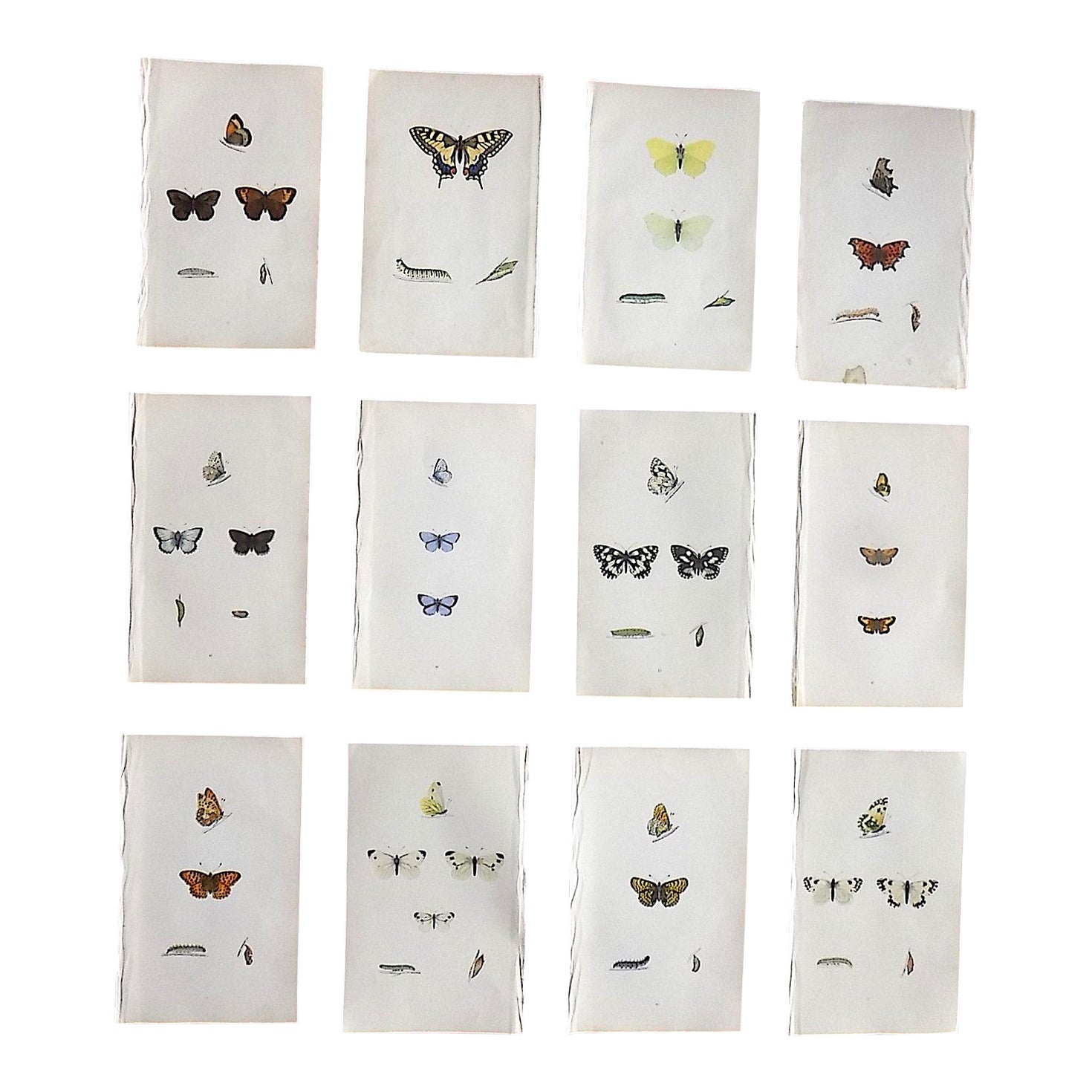 Antique 19th Century Hand Colored Butterfly Lithographs - Set of 12 ...