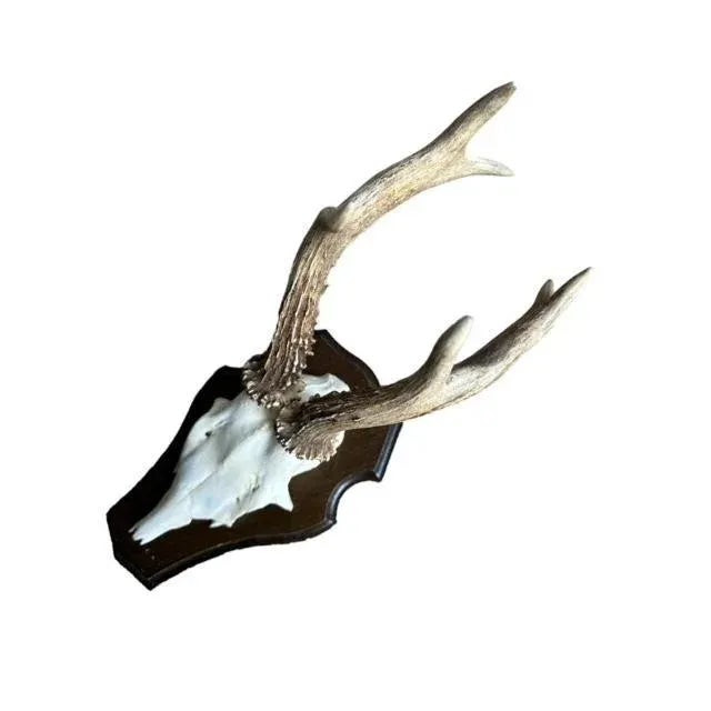 1970s Roe Deer Trophy With Jaw Bone on Back #825 Antlers | Chairish