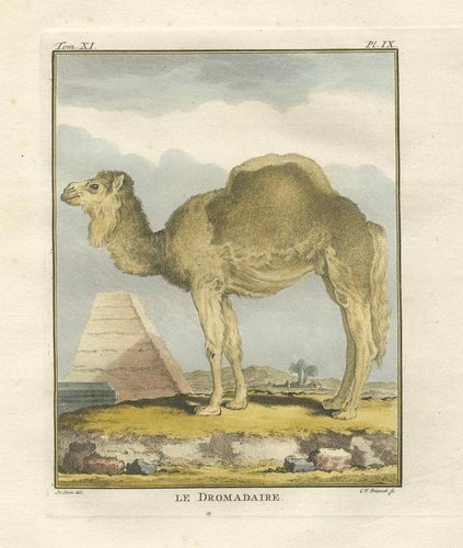 dromedary colour