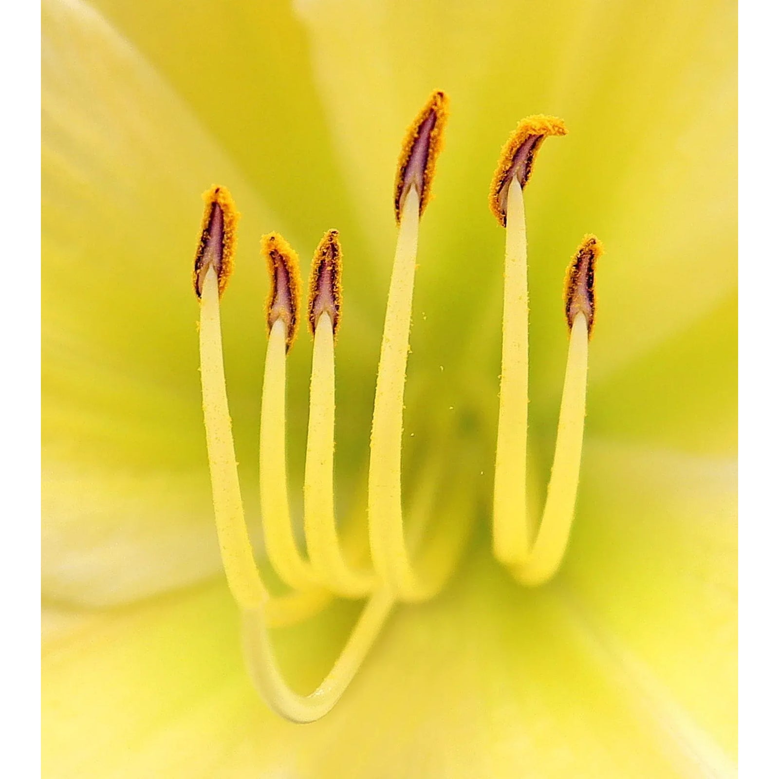 2010s "Lily Stamen" Still Life Limited Edition Photograph by J. Schmidt Numbered 5/10 | Chairish