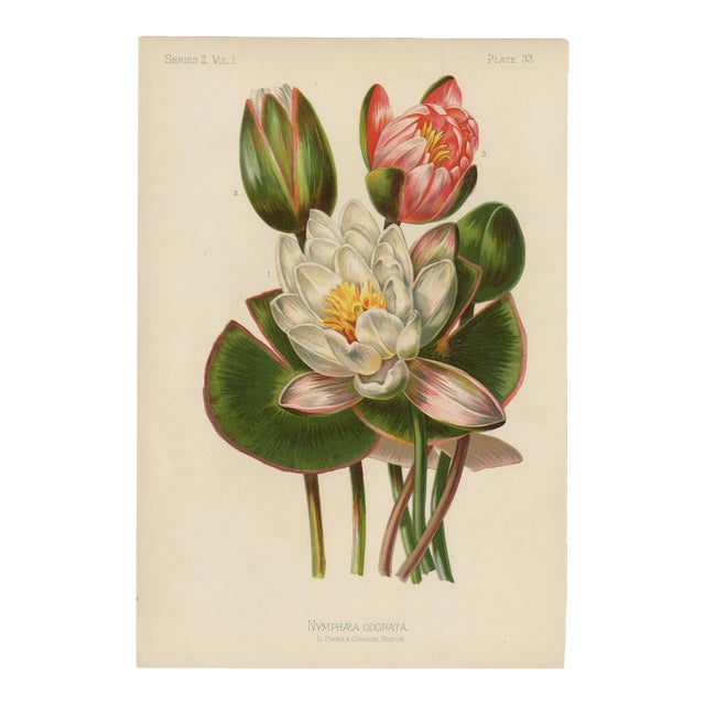 "Nymphaea Odorata", 19th Century Botanical Chromolithograph (1878 ...