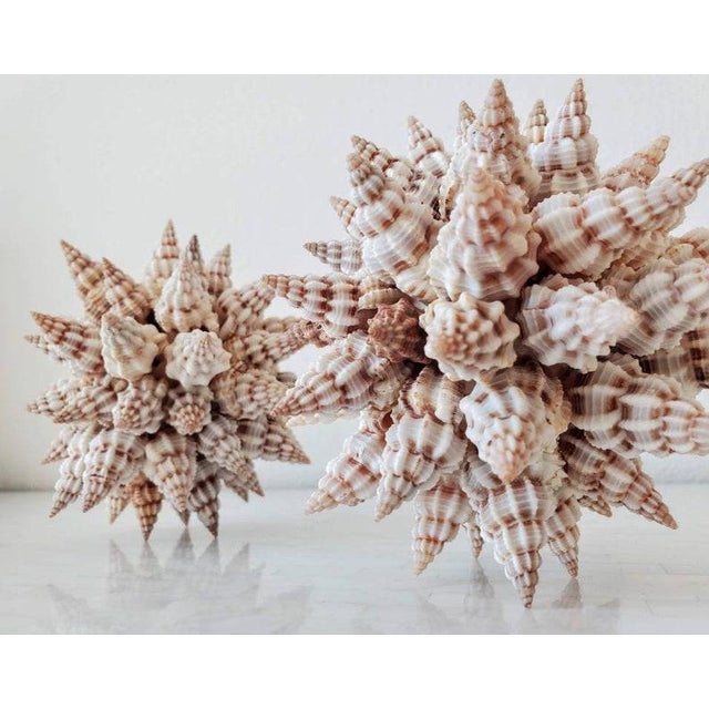 Triton Sea Shell Sculptures - a Pair | Chairish