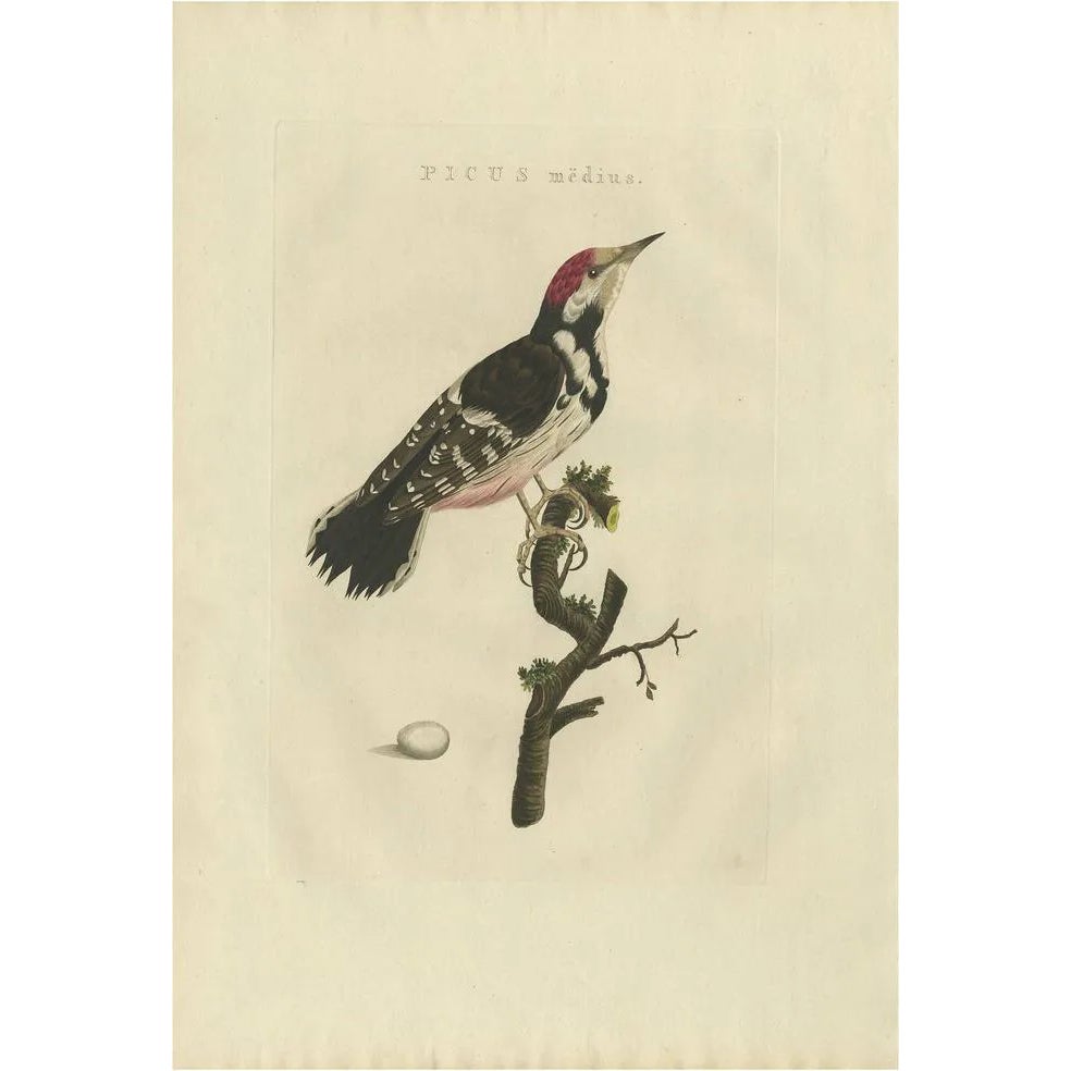 Sepp & Nozeman, Bird Illustration of the Lesser Spotted Woodpecker ...