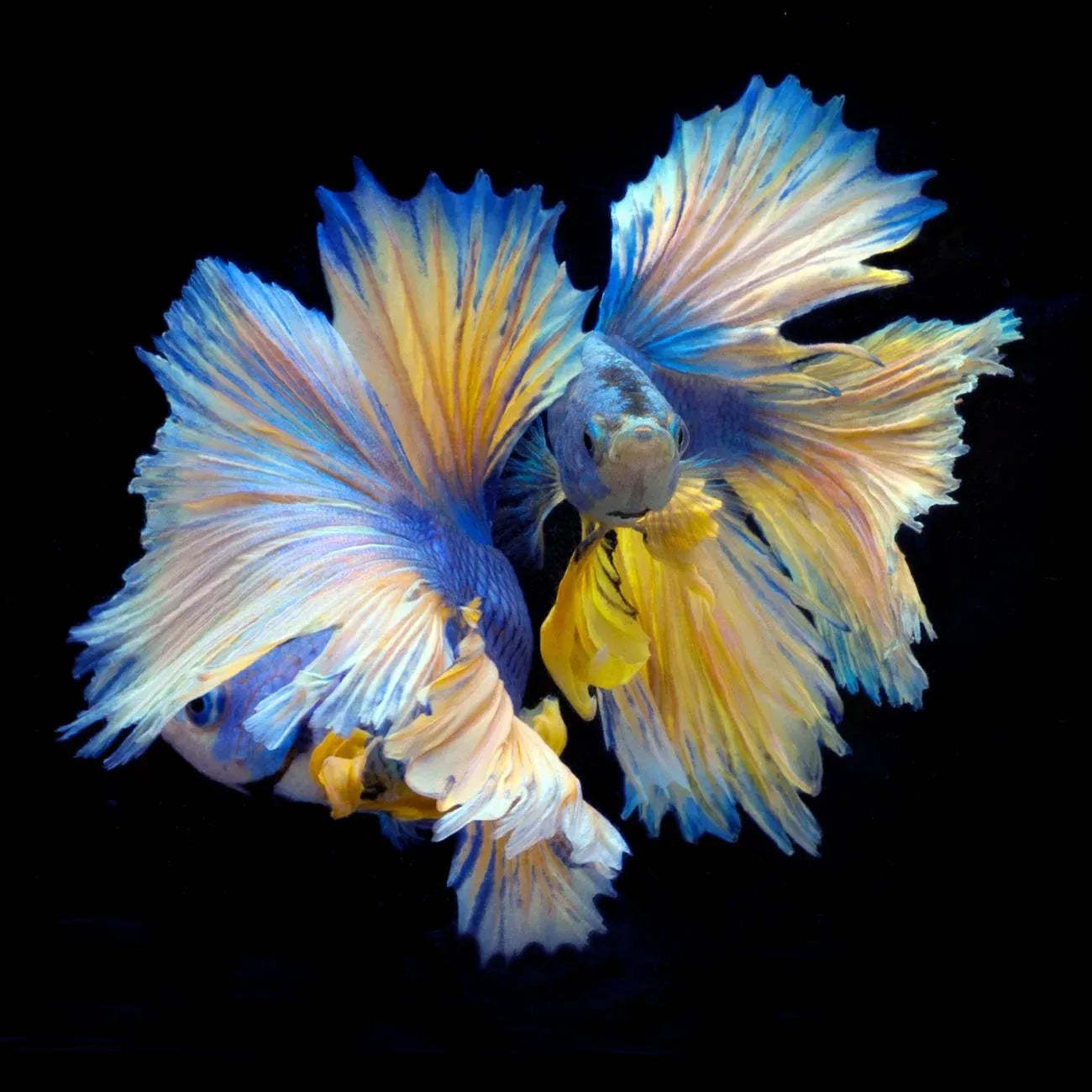 Contemporary Beta 81 Photograph | Chairish