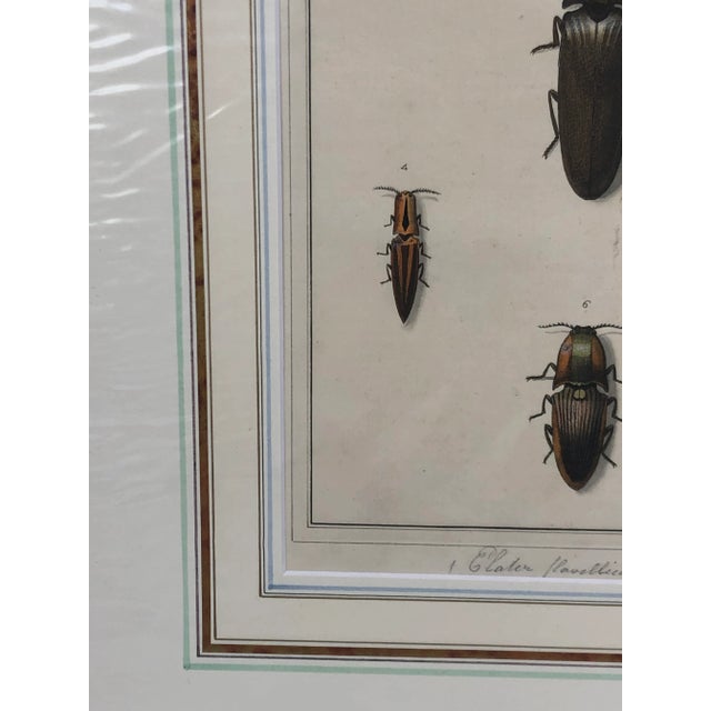 18th Century Hand-Colored Entomology Art Print | Chairish