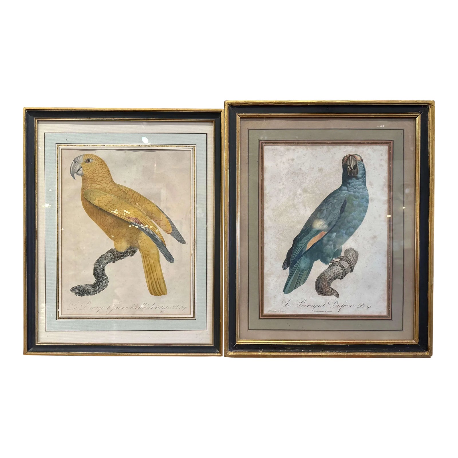 19th Century French Hand Colored Parrot Engravings by J. Barraband, Set ...