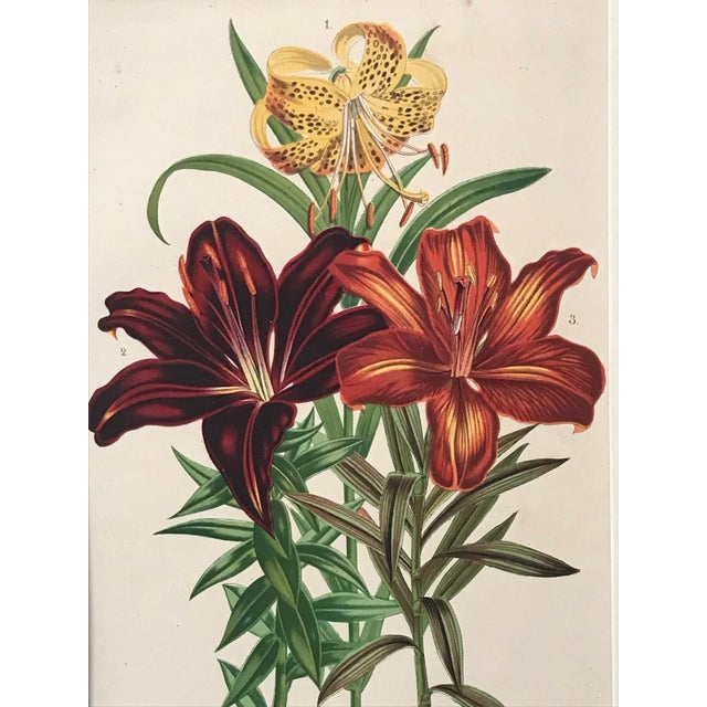 Antique Tropical Hibiscus Floral Botanical Color Lithograph Print 1896 ...