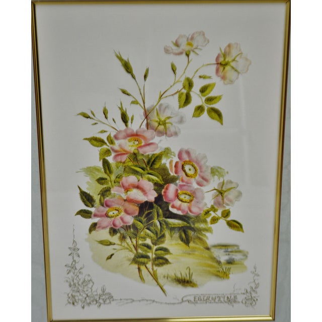 Vintage Framed Victorian Flower Prints - a Pair | Chairish