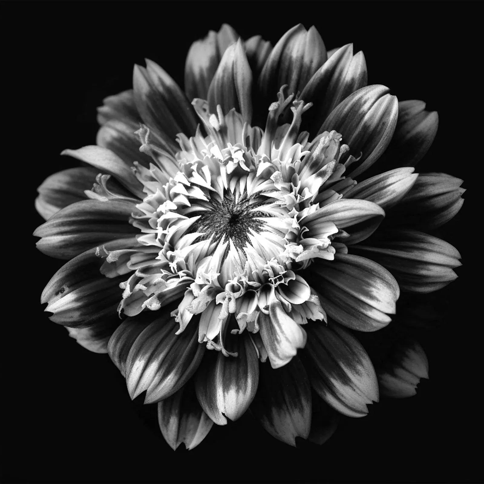 "A Botanical 4" Contemporary Original Still Life Photograph by Michael ...