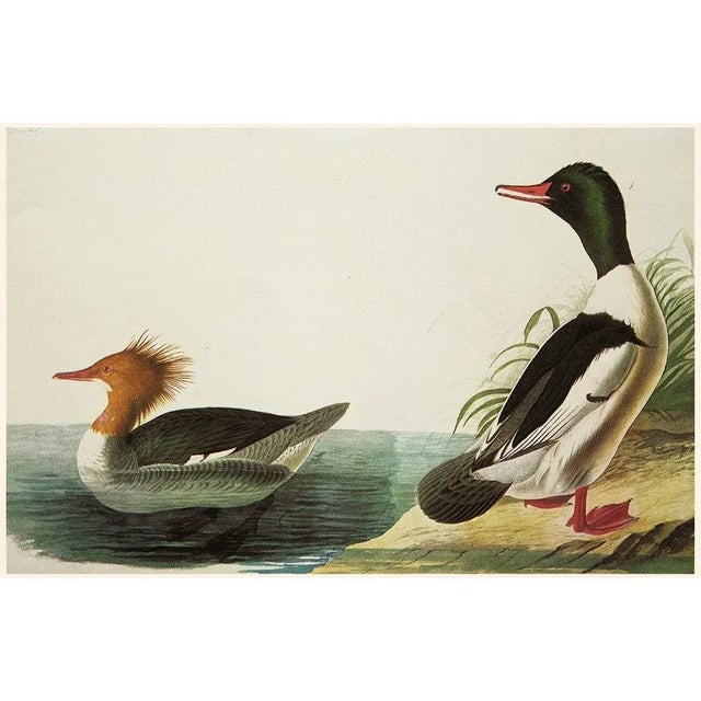 Red-Breasted Merganser and Goosander After Audubon, 1966 Cottage Print ...