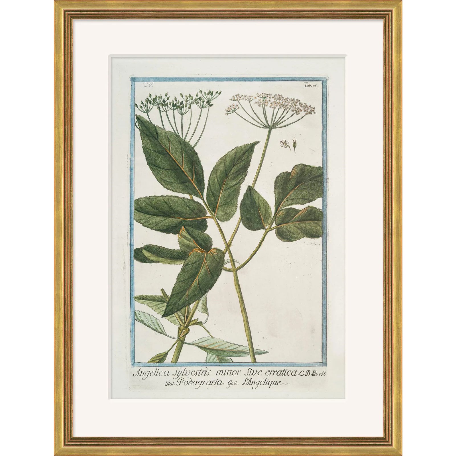 Hortus Romanus 1772-1793 IX Framed Art Print | Chairish