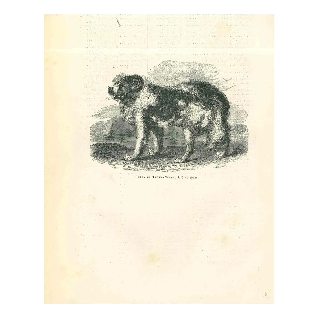 Paul Gervais, The Dog, 1854, Lithograph | Chairish