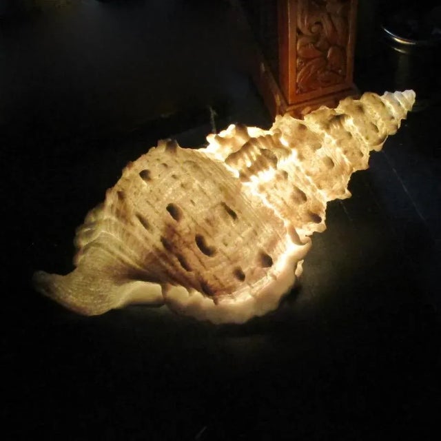 Giant Cast Resin Sea Shell Conch | Chairish