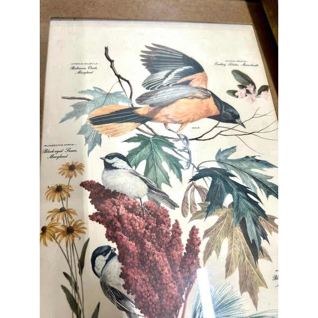 1950s Vintage Arthur Singer Autobahn Bird Prints, a Pair Framed | Chairish