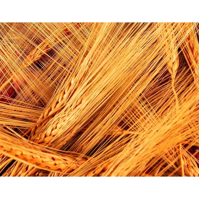 "Harvest" Contemporary, Dada Style Limited Edition Photograph by Zeren ...