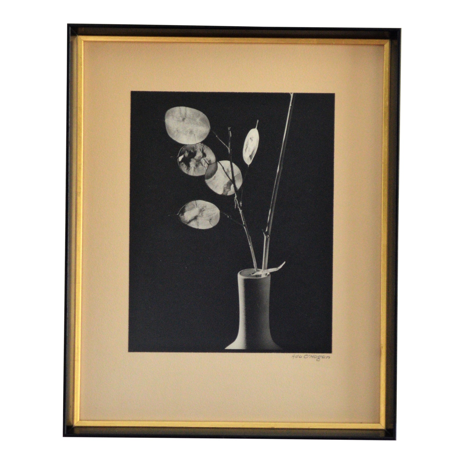 Vintage Ada O'Hagan Signed Framed Black & White Still Life Botanical ...