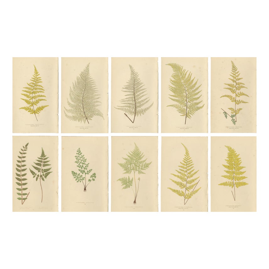 Victorian Fern Botanical Prints, 1856, Paper, Set of 10 | Chairish