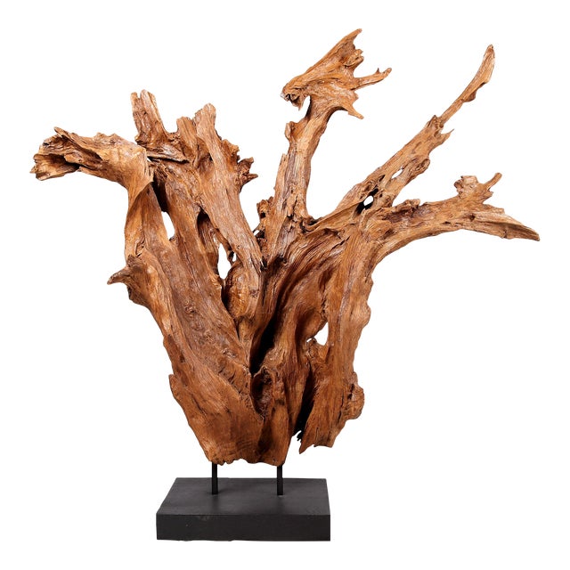 Organic Teak Root Sculpture- 61" Inch Tall | Chairish