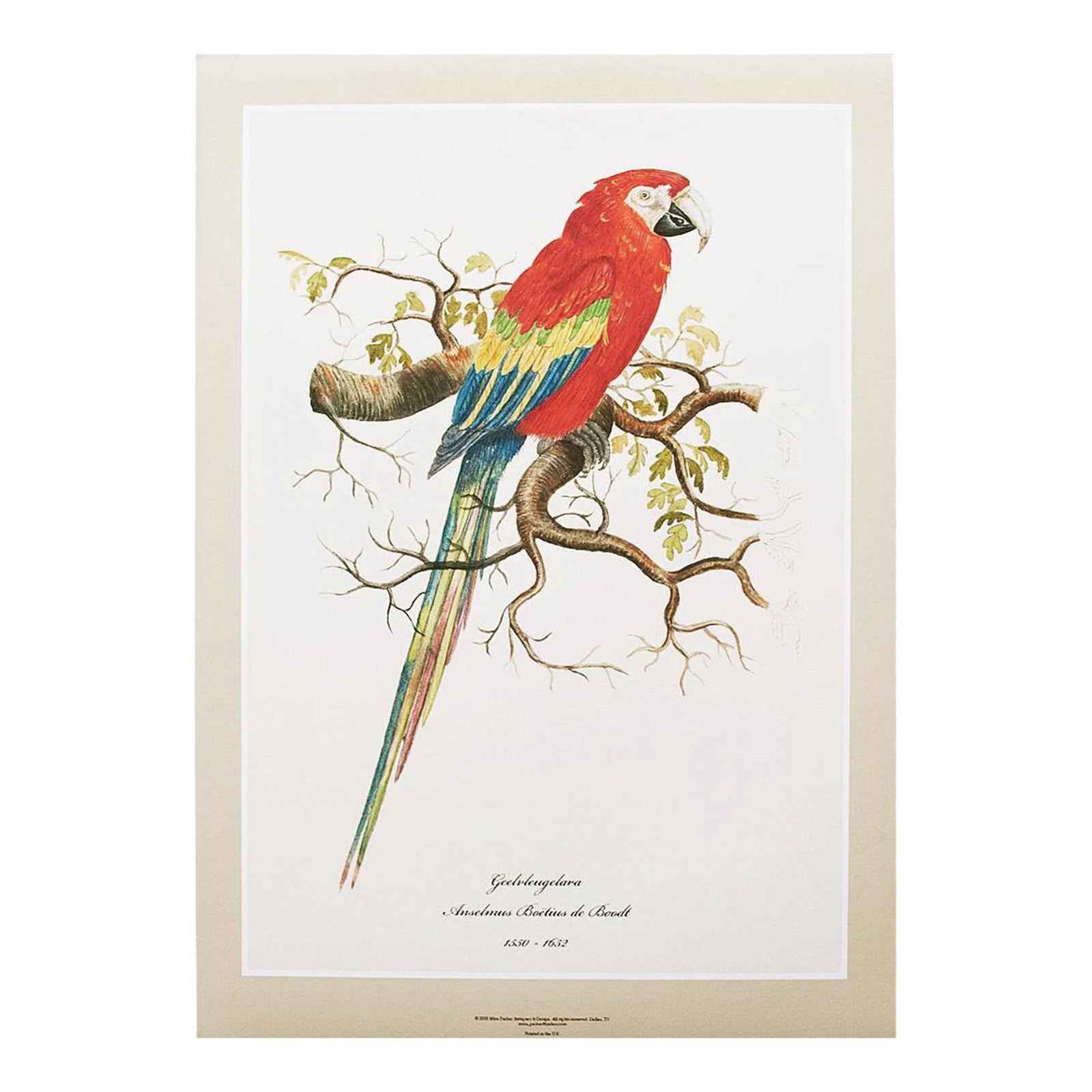 Scarlet Macaw XL Print After 1590s Watercolor by Anselmus De Boodt ...