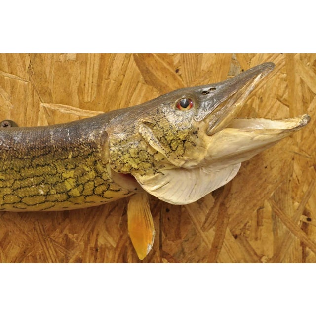 Vintage Northern Pike Wall Mount Taxidermy Real Skin Fishing Wall Decor ...