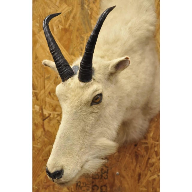Vintage Taxidermy White Mountain Goat Head Shoulder Mount Horns | Chairish