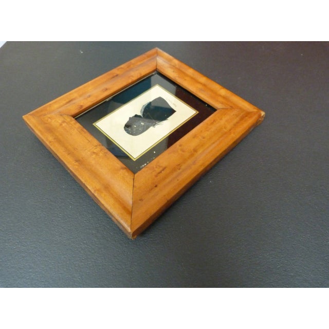 Antique Silhouette of Louis Joseph Montcalm French Commander in Chief ...