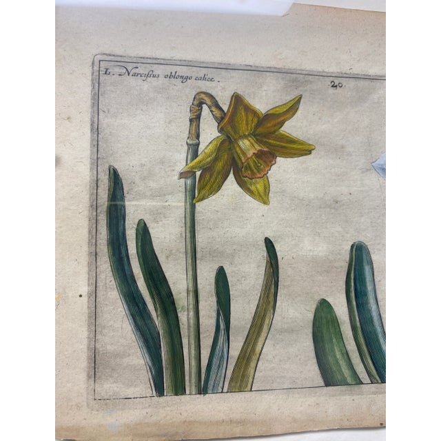 Antique Original Narcissus From Hortus Floridus 1614 Woodcut on Paper ...