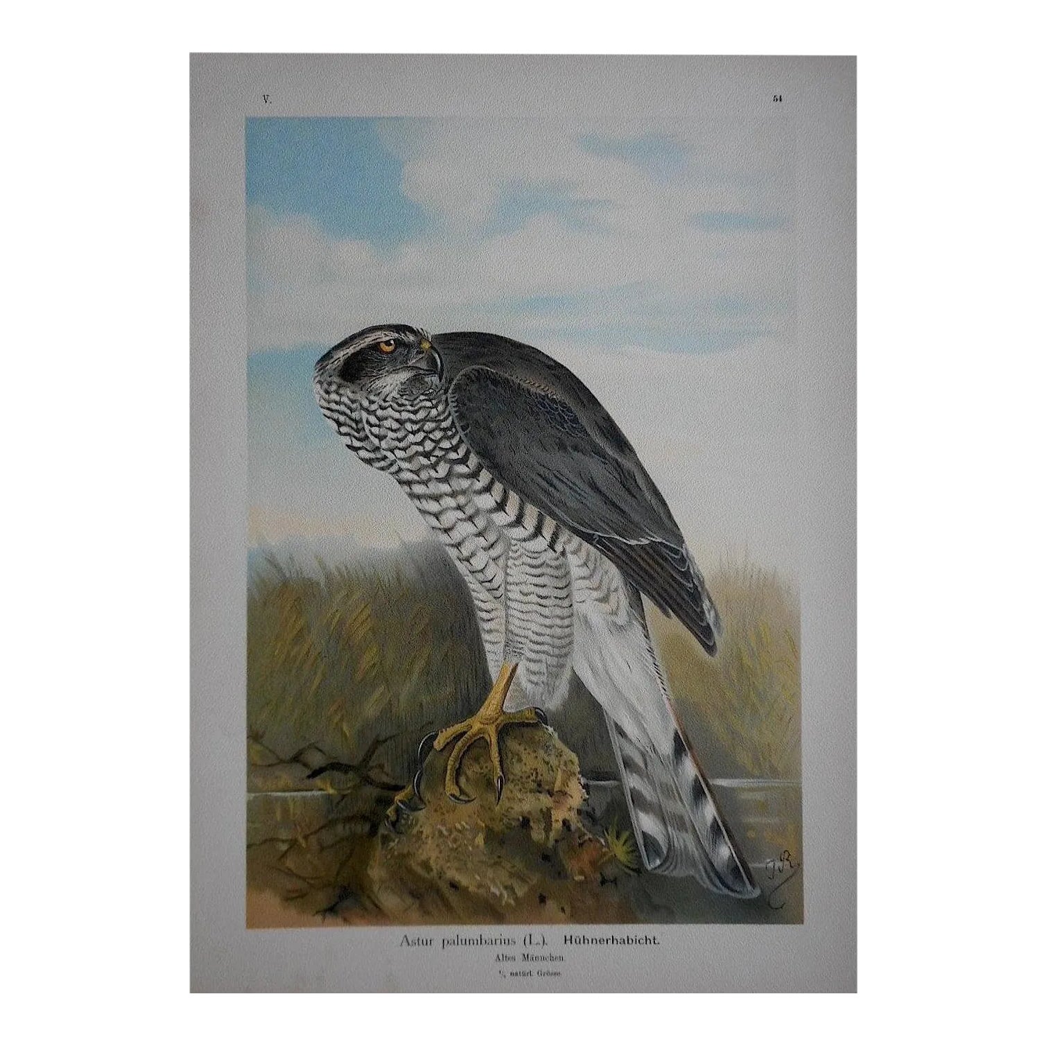 Antique 19th Century Lithograph-Birds of Prey-Large Folio | Chairish