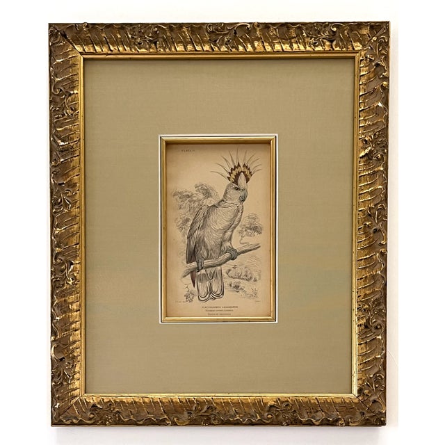19th Century Bird Engravings - Set of Four | Chairish