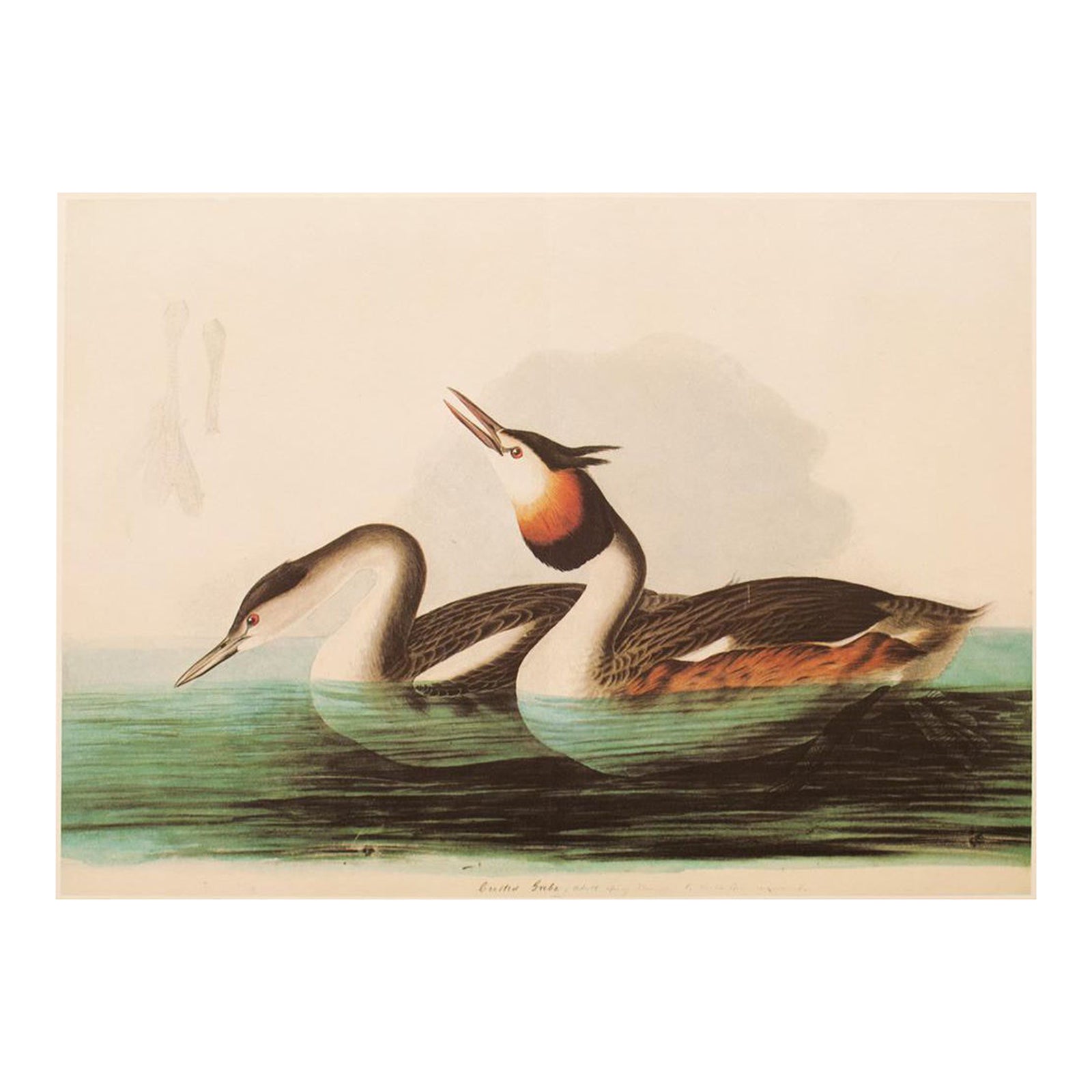 1966 Vintage Cottage XL Print "Crested Grebe" After John James Audubon ...