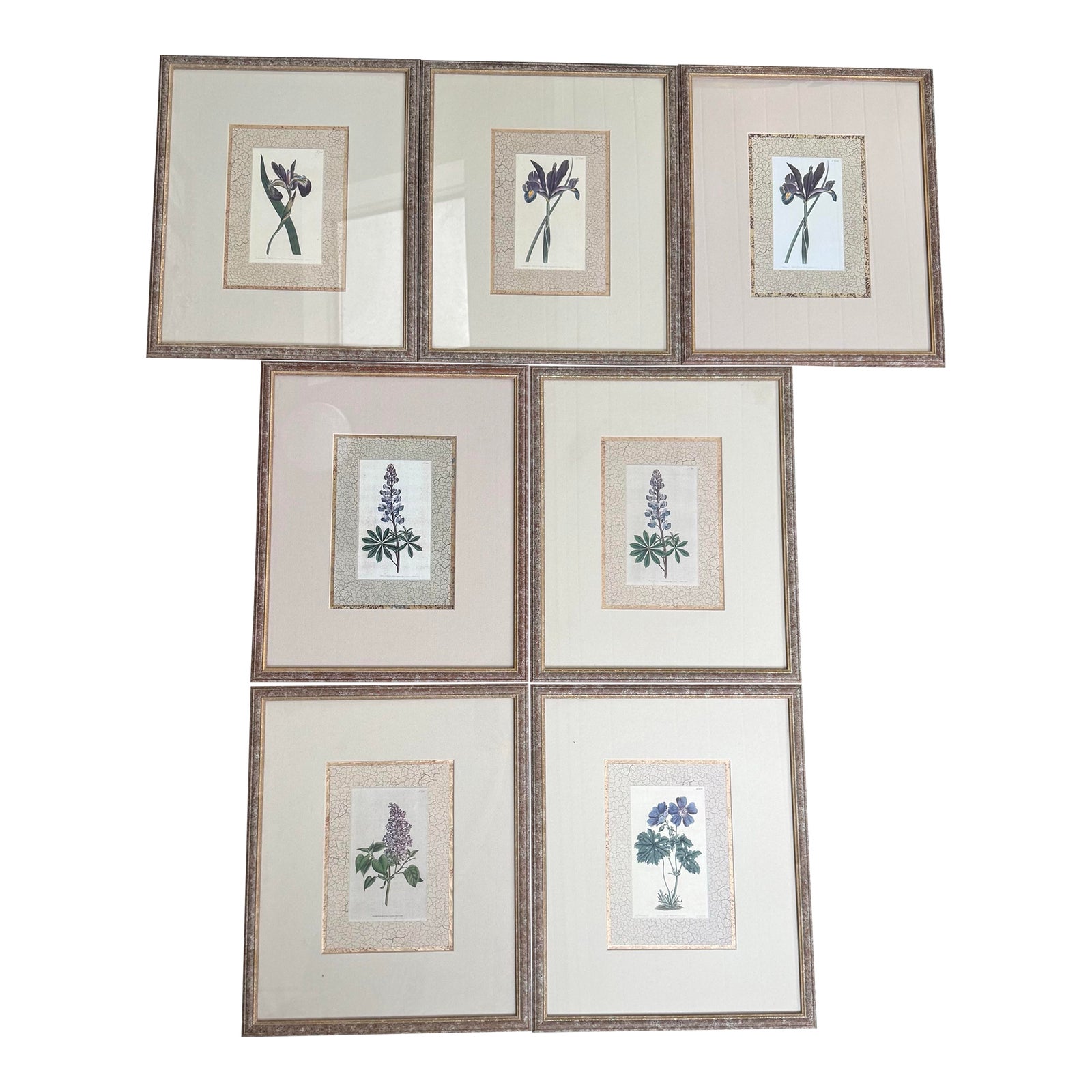 18th Century William Curtis Set of Seven Hand-Colored Engravings | Chairish