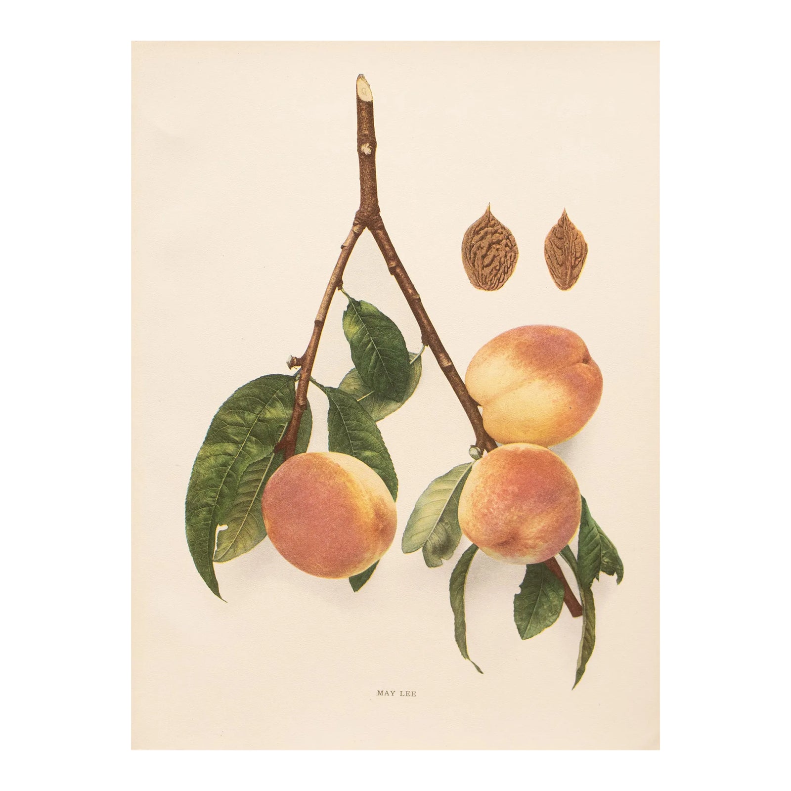 1900s U. P. Hedrick, Original Antique Photogravure of May Lee Peaches ...