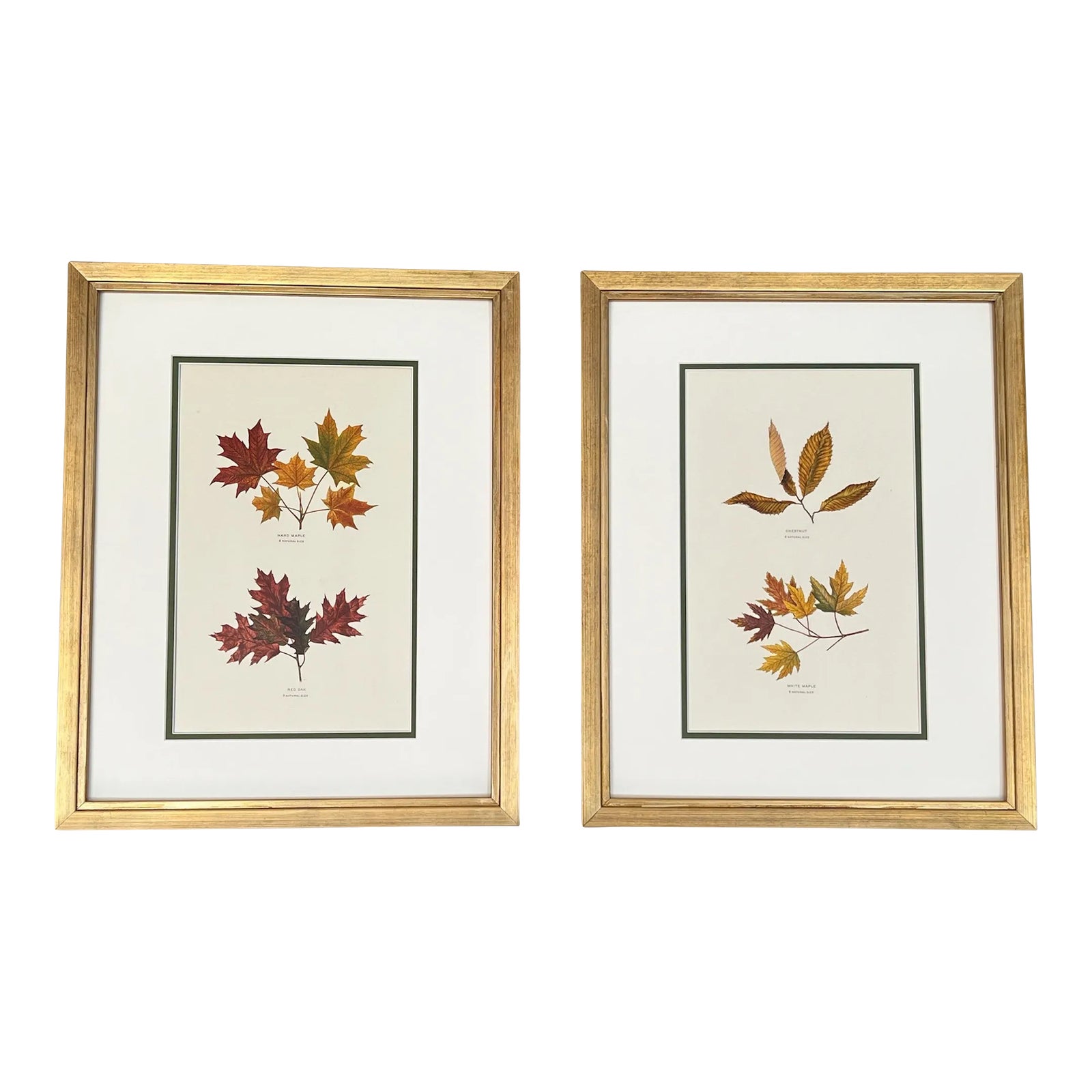 Original Vintage Tree Leaf Botanical Prints- Authentic Early 20th ...