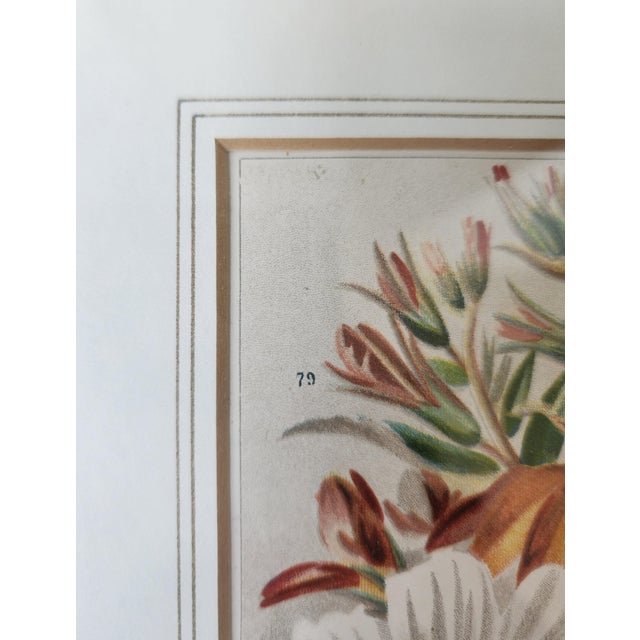 Pair of Gold Framed 1895 Antique Original Botanical Chromolithograph ...