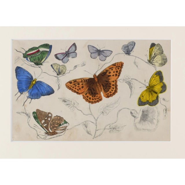 19th Century English Hand Colored Butterfly Engraving by Goldsmith ...
