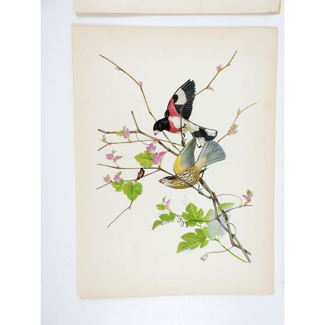 Vintage 1950 Menaboni's Birds Prints - Set of 4 | Chairish