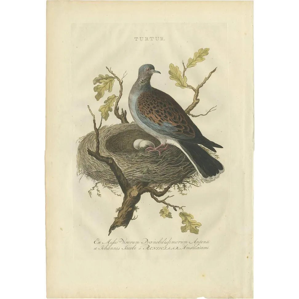 European Turtle Dove, 1770, Paper | Chairish