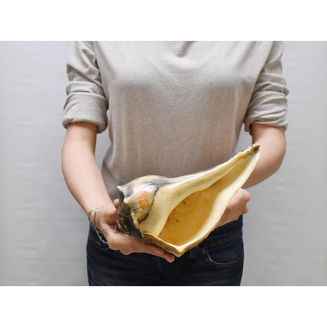 Late 20th Century Vintage Unique Natural Lightning Whelk Conch Shell ...