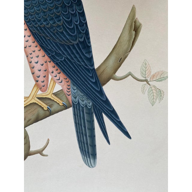 Folcon Miniature Painting on Paper , Original Hawk Artwork | Chairish