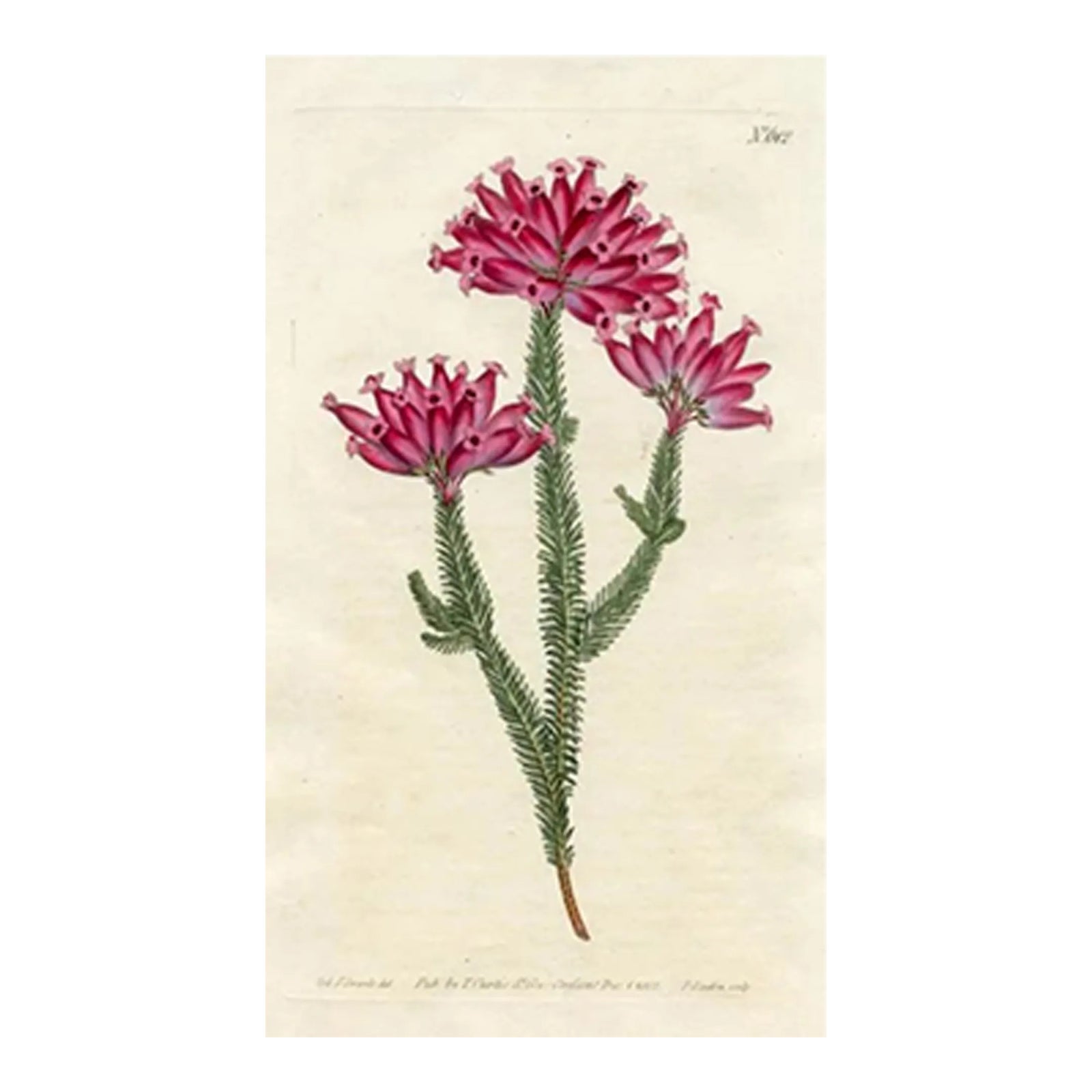 1802, Heather Botanical Print, Curtis's Botanical Magazine, Original ...