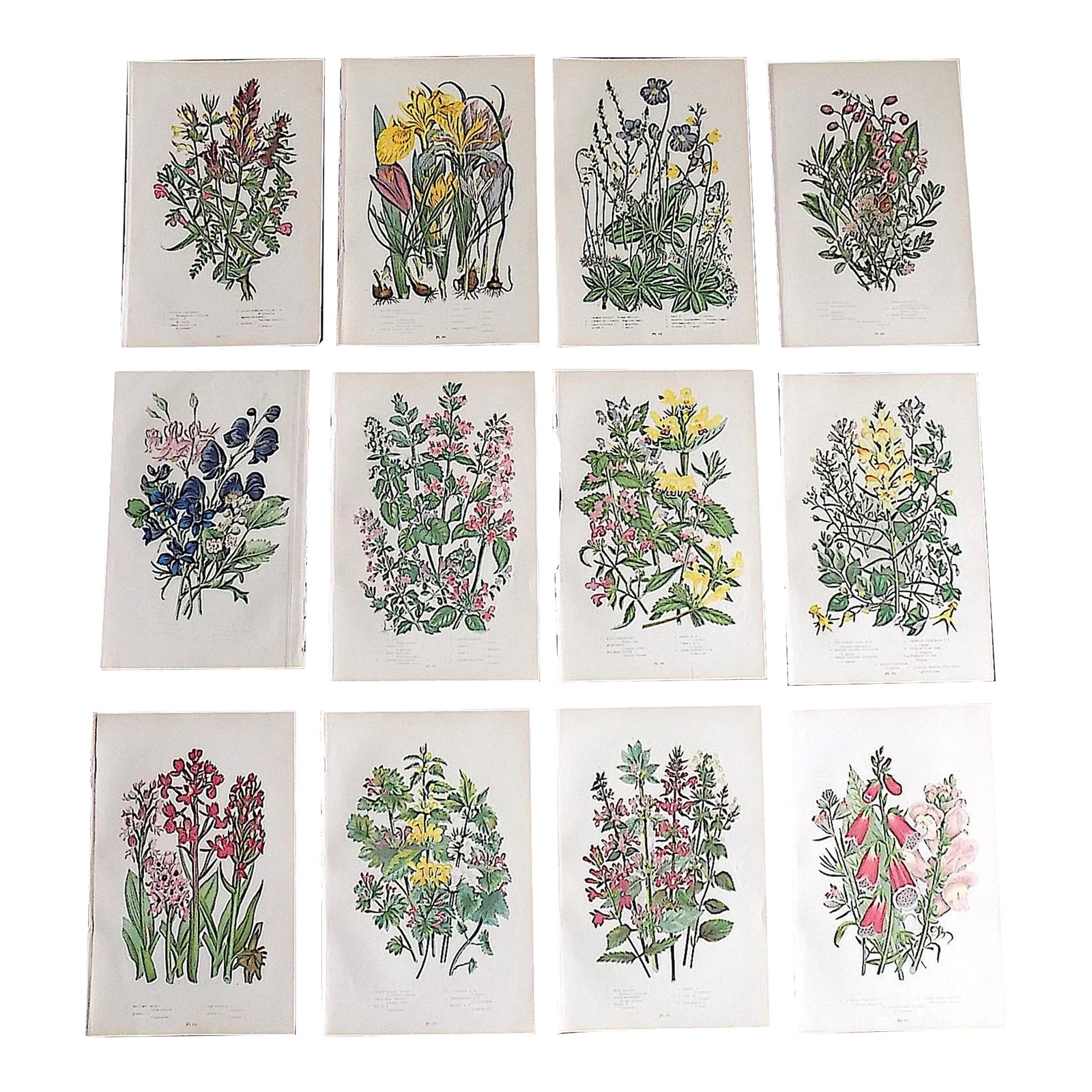 Authentic Antique 19th Century Botanical Lithographs - Set of 12 | Chairish