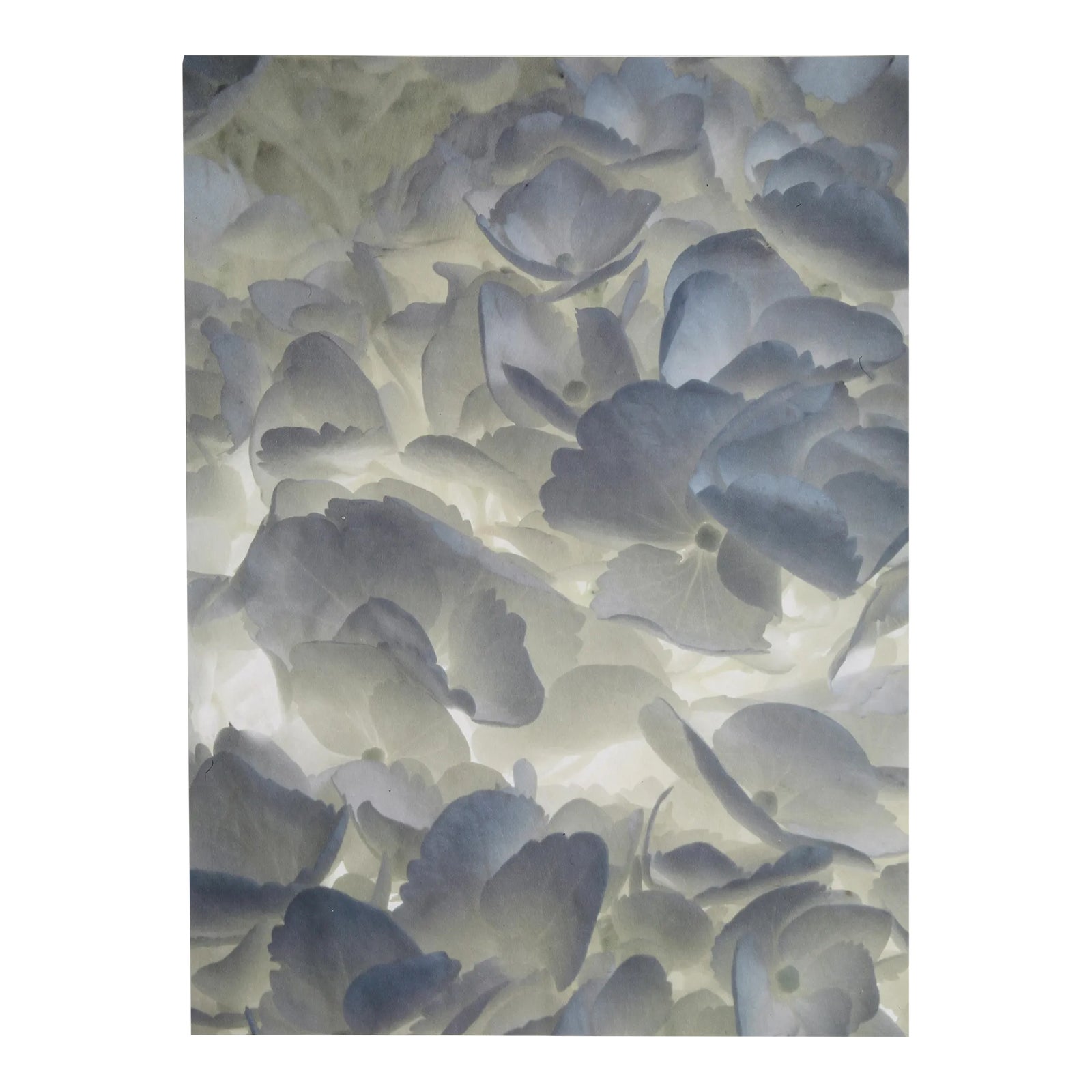 Backlit White Flowers, Jonathan Singer | Chairish